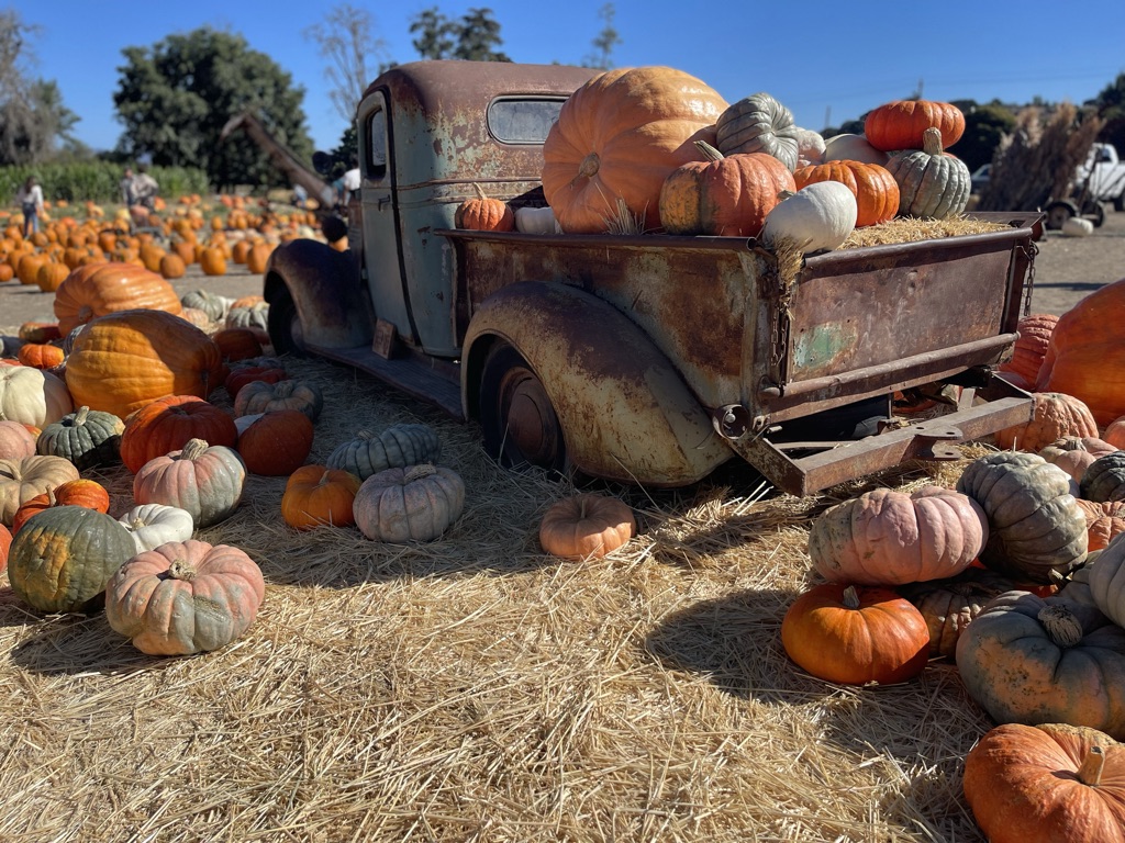 Solvang Farmers Pumpkin Patch – A Must-Visit Fall Spot – Breathe SB